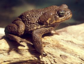 WARF-bulletin: Uitzetten exoten vaak funest voor inheemse amfibieën